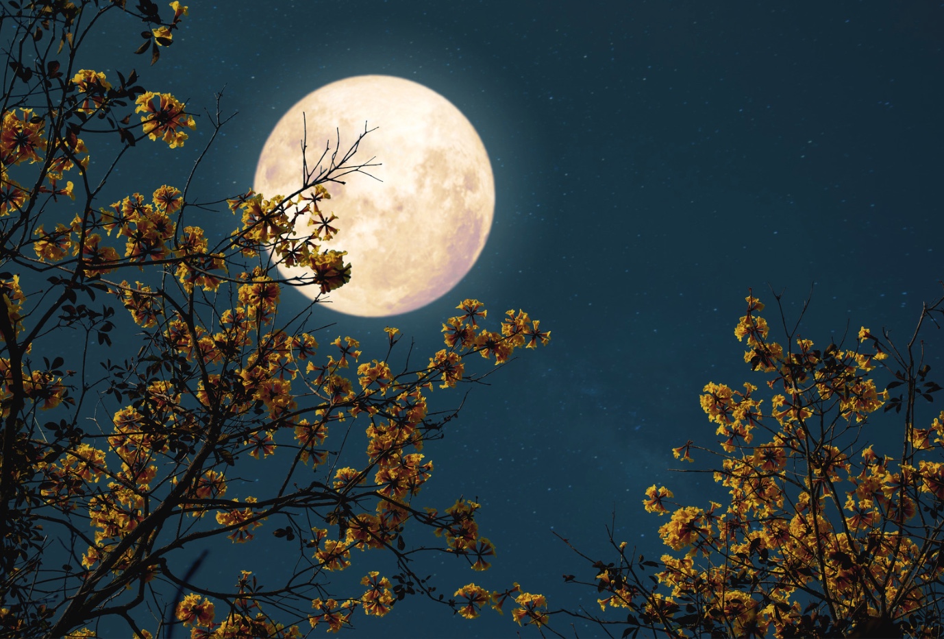 Connect to Yourself with the Full Moon - Emmy Vadnais